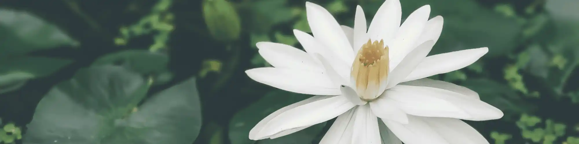 seek Alcoholics Anonymous near me