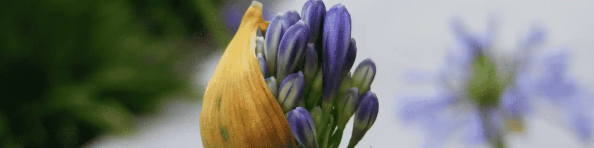 Discover Aa Traditions